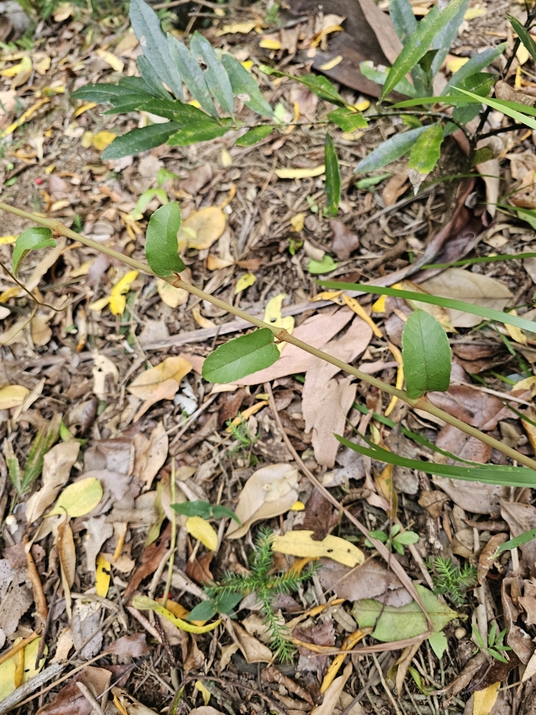 Kangaroo Vine from Cudgera Creek NSW 2484, Australia on January 2, 2024 ...