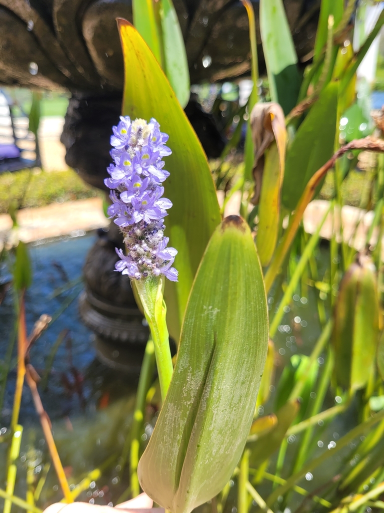 pickerelweed from Overstrand Local Municipality, South Africa on ...