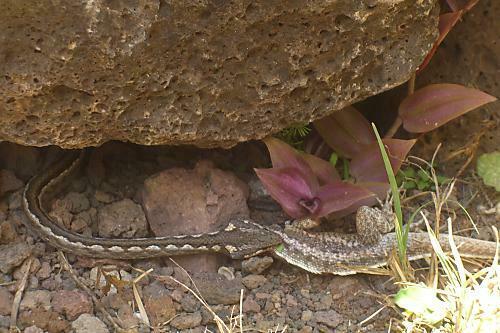 Galápagos Racer in August 2006 by Andreas Michalik · iNaturalist