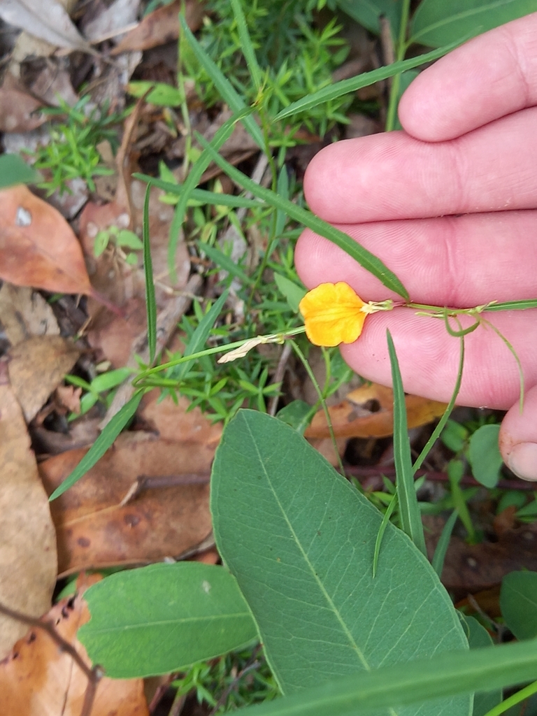 spade flower from Upper Caboolture QLD 4510, Australia on January 4 ...