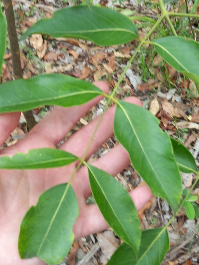 celery wood from Upper Caboolture QLD 4510, Australia on January 4 ...