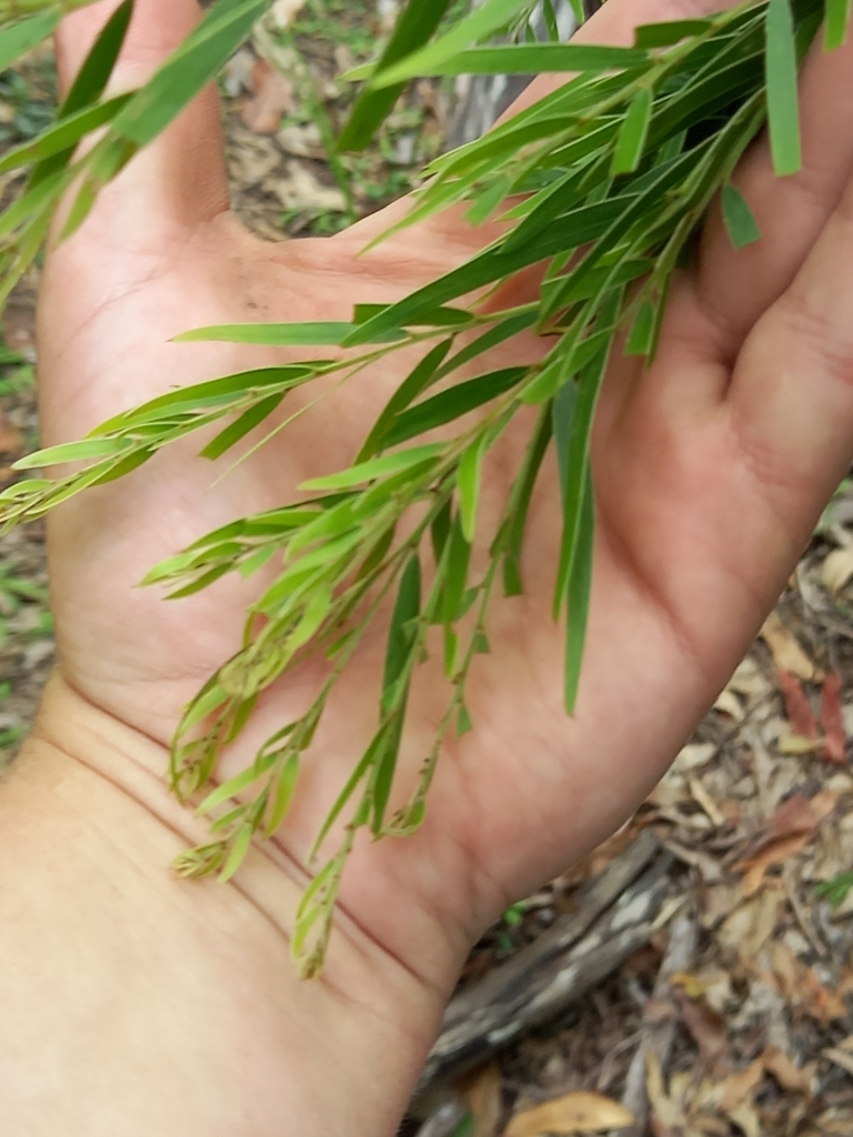 Brisbane wattle from Upper Caboolture QLD 4510, Australia on January 4 ...
