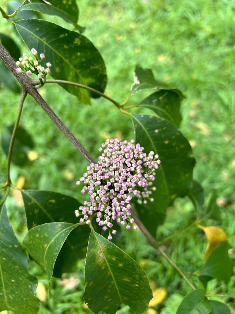 pink-flowered doughwood from South River Dr, Mooloolah Valley, QLD, AU ...