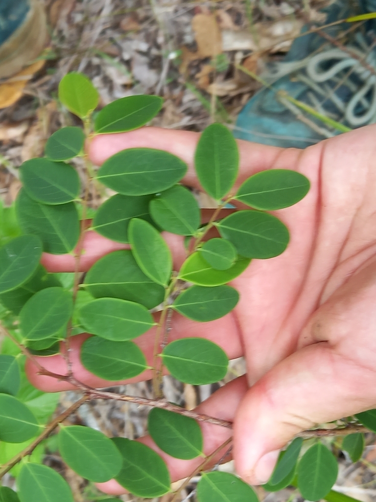 coffee bush from Upper Caboolture QLD 4510, Australia on January 4 ...
