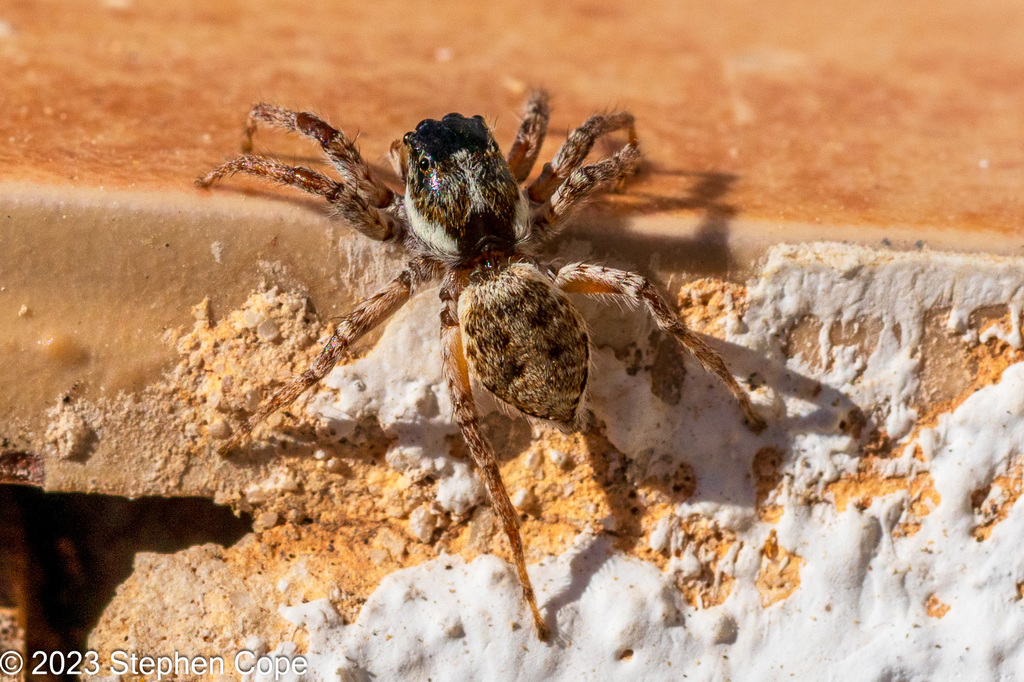 Half-edged Wall Jumping Spider from oria andalucia spain on November 26 ...