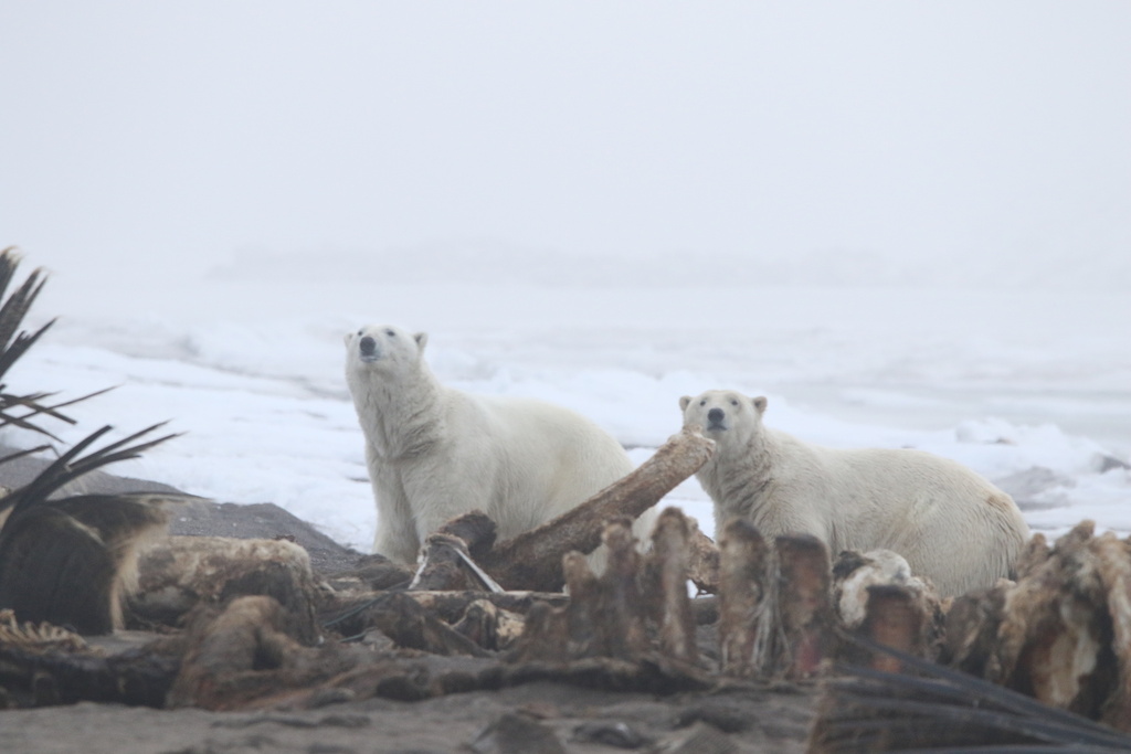Polar Bear in June 2022 by caseybirds · iNaturalist