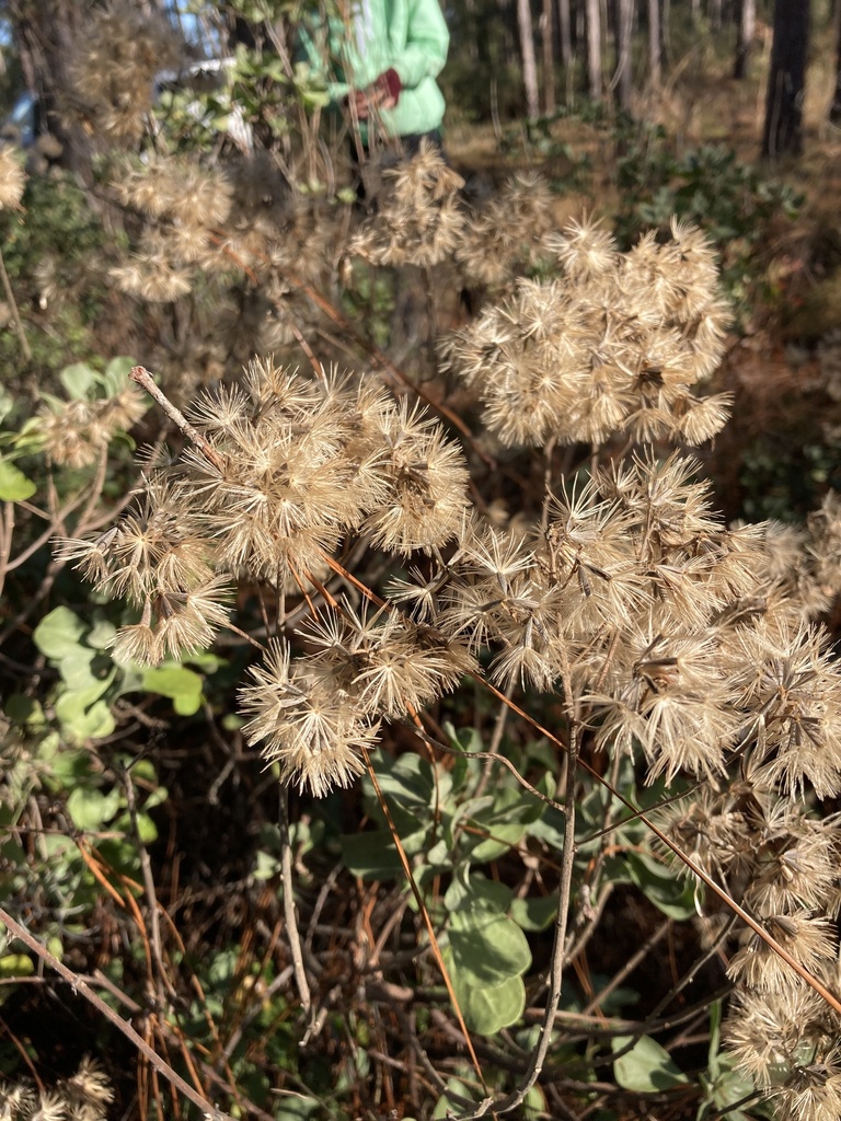 garberia from Hawthorne, FL, US on January 4, 2024 at 10:06 AM by ...