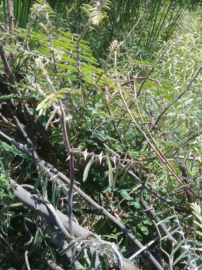 Giant Sensitive Plant from SIN 42, Sinaloa, México on April 4, 2019 at ...