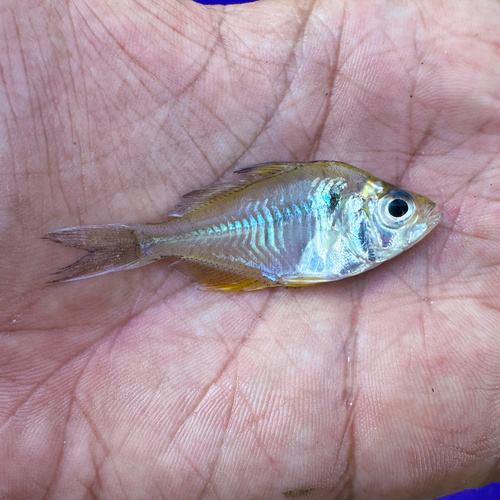 Chanda baculis · iNaturalist