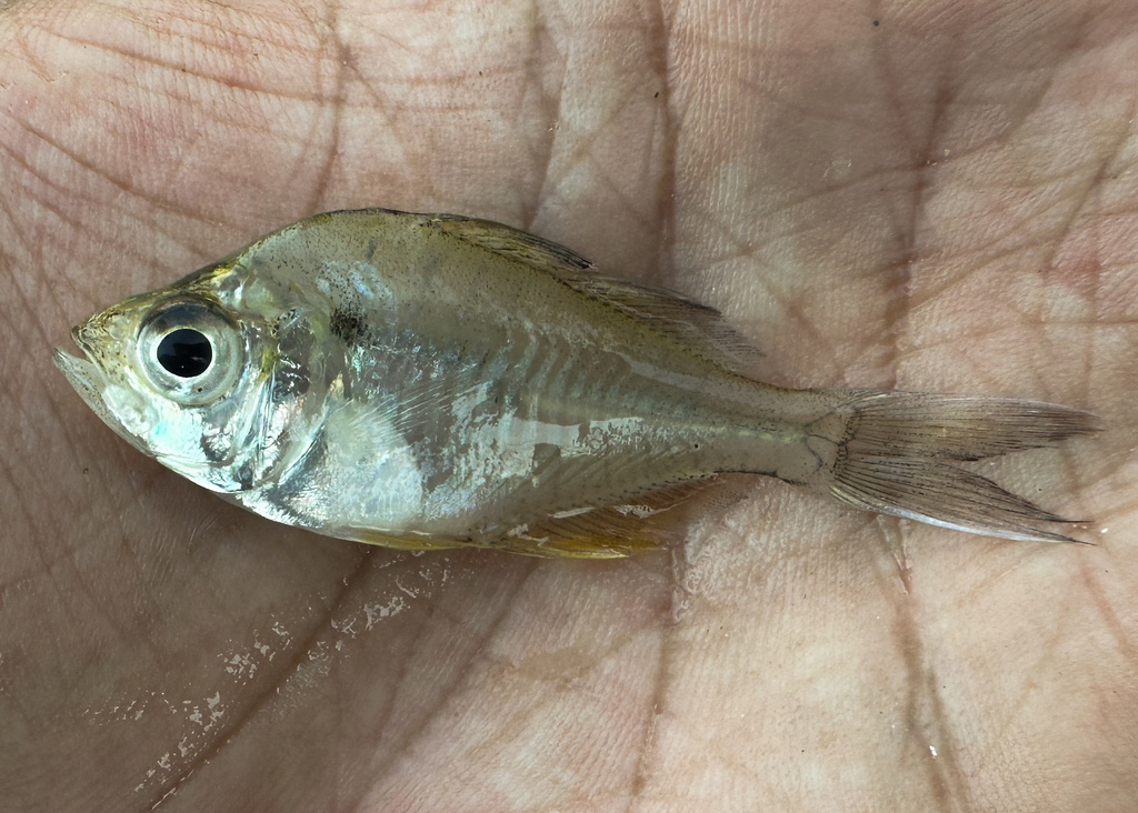 Chanda baculis from Mandalay, MM on January 04, 2024 at 11:28 AM by Win ...