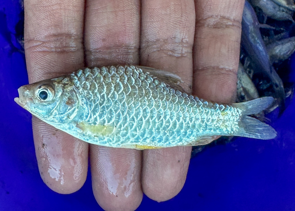 Swamp Barb from Mandalay, MM on January 04, 2024 at 11:57 AM by Win ...