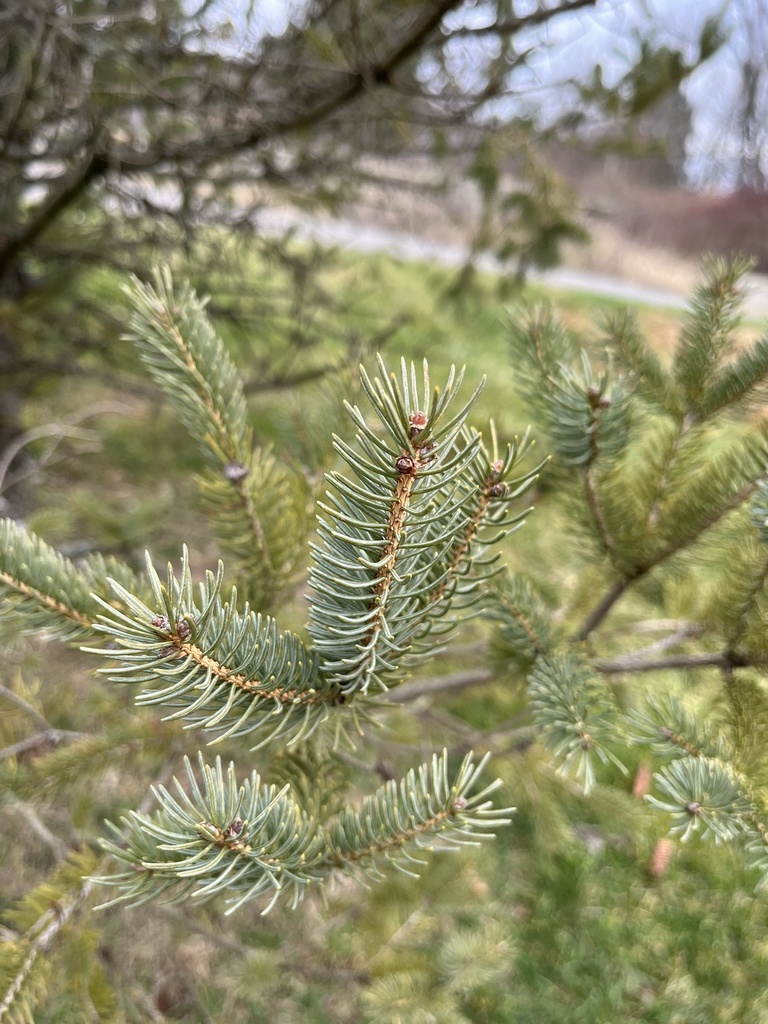 white spruce from Montour Trail, Bishop, PA, US on December 23, 2023 at ...
