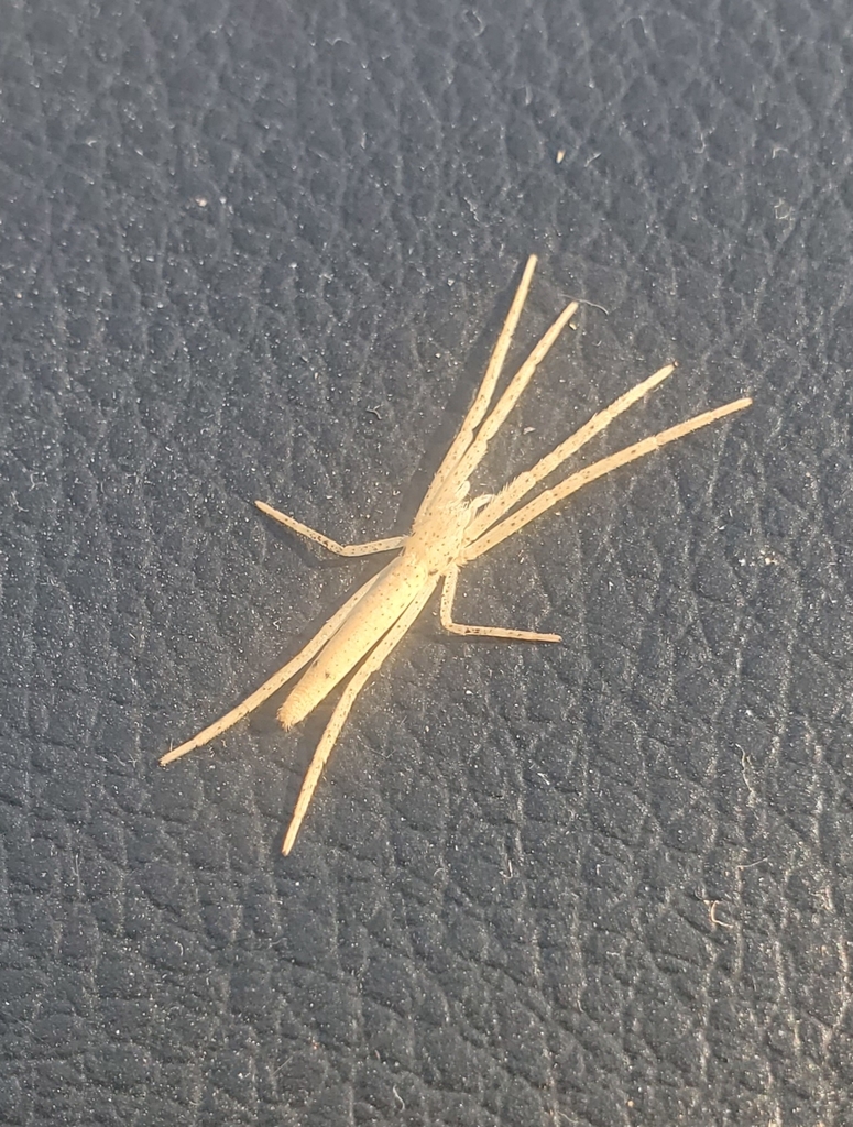 Slender Crab Spiders from Coosawhatchie, SC 29936, USA on January 4 ...
