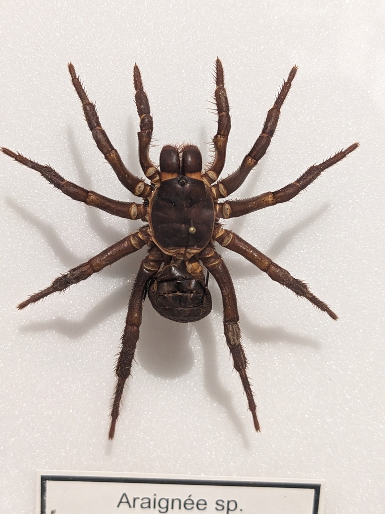 Segmented Spiders from Ko Kha Chang, Phaisali District, Nakhon Sawan ...