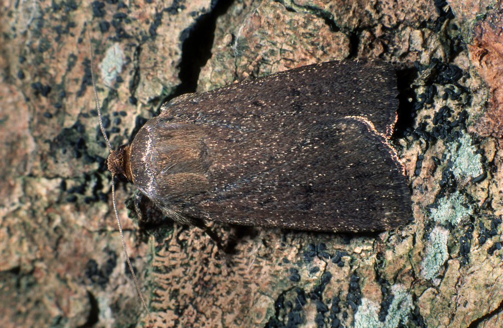 Mouse Moth from 84051 Essenbach, Deutschland on July 31, 1992 at 08:24 ...