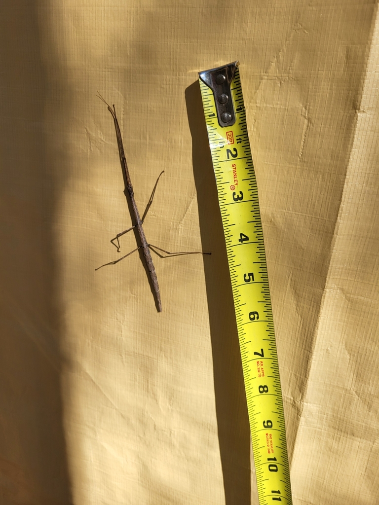 Stick Insects from Woodville, TX 75979, USA on January 4, 2024 at 01:23 ...