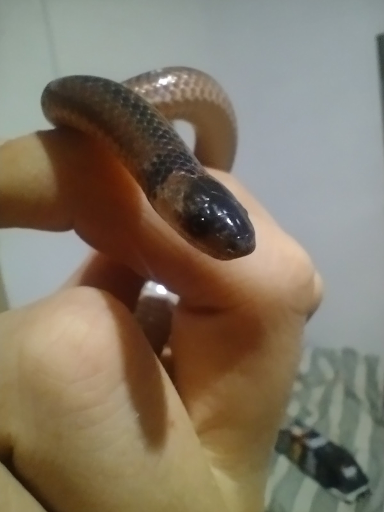 Dipsadine Snakes from San Pedro, AR-MN, AR on March 31, 2023 at 11:41 ...