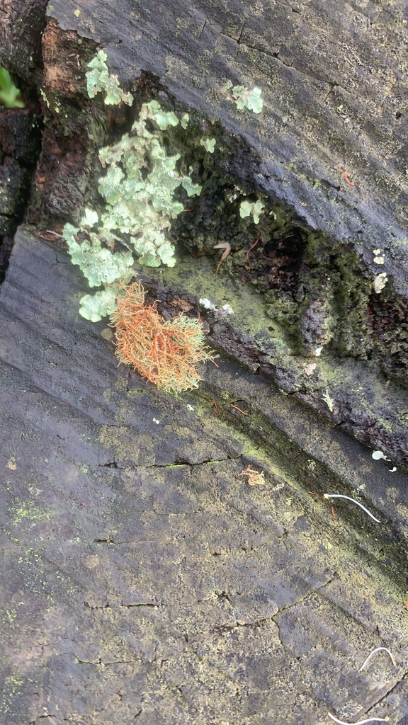 Red Beard Lichen from Cuenca on January 4, 2024 at 02:51 PM by Emilio ...