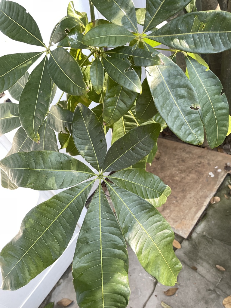 saba nut tree from W Violet St, Tampa, FL, US on January 4, 2024 at 02: ...