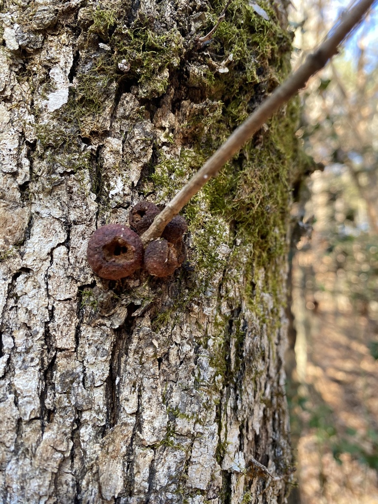 Globular root gall from NC-16, Conover, NC, US on January 4, 2024 at 02 ...