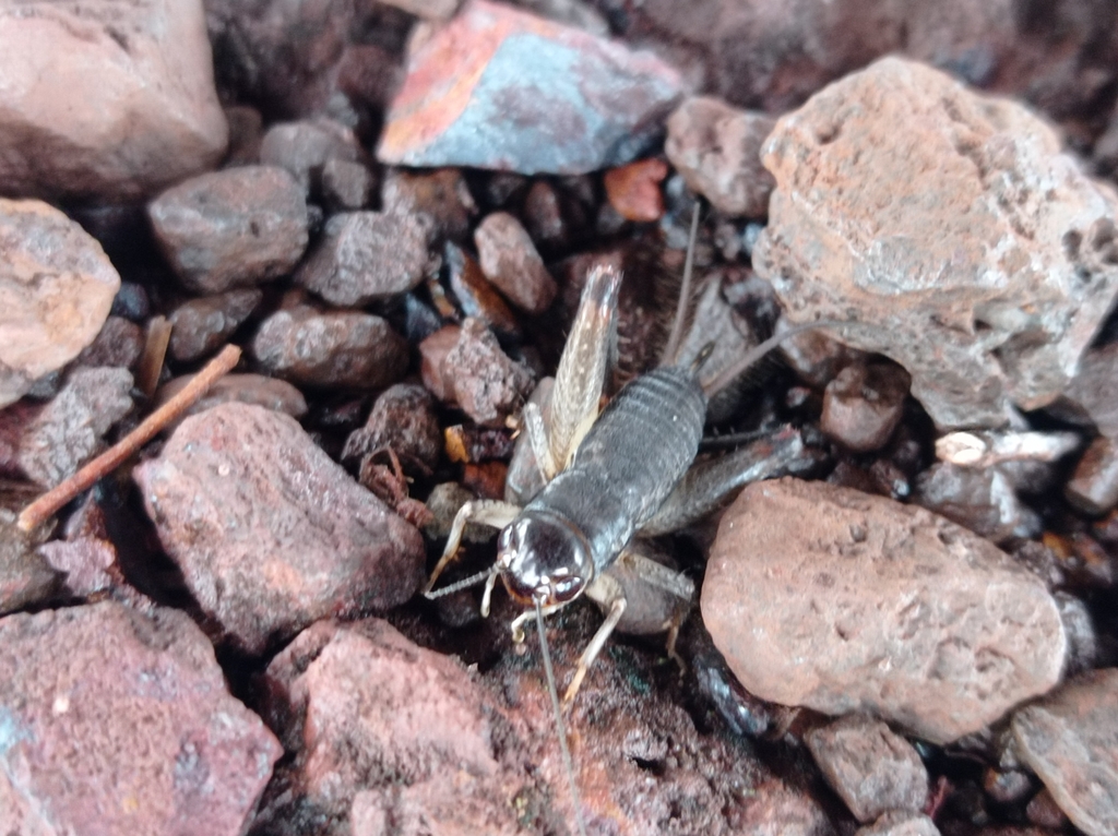 Field Crickets from Cidade Nova, Parauapebas - PA, 68515-000, Brasil on ...