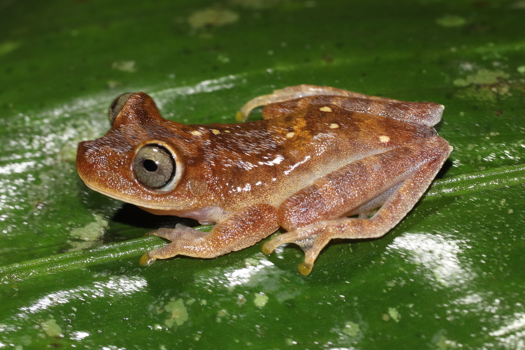 Yellow-toed Tree Frog from Maynas Province, Peru on December 13, 2023 ...