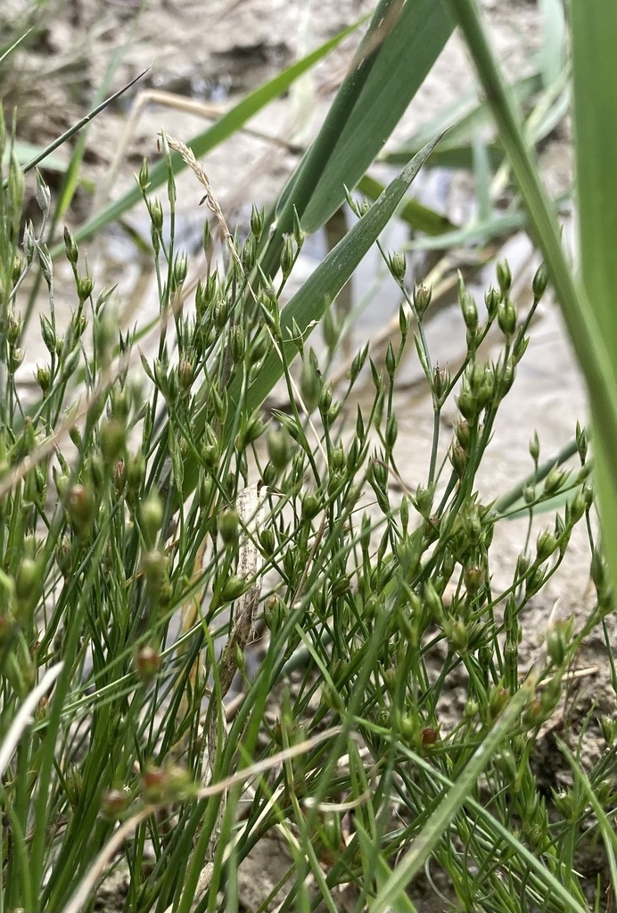 Toad rush in July 2023 by gehrigmi · iNaturalist