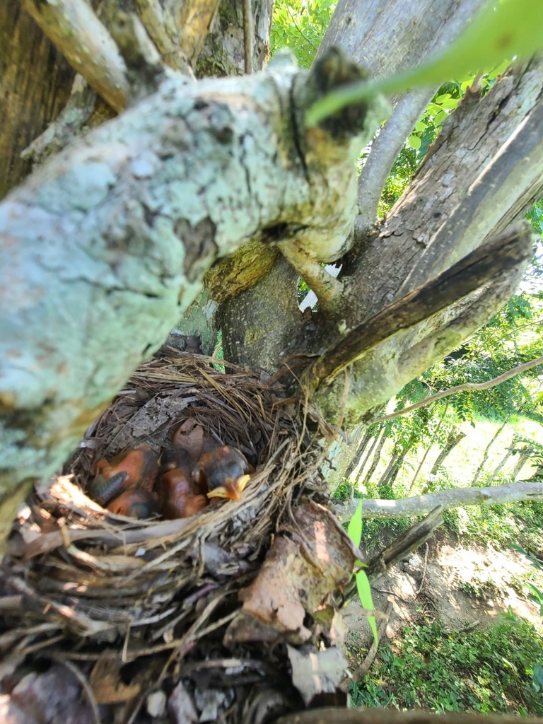 Eastern Red-legged Thrush in October 2021 by dum1. Found a baby bird ...