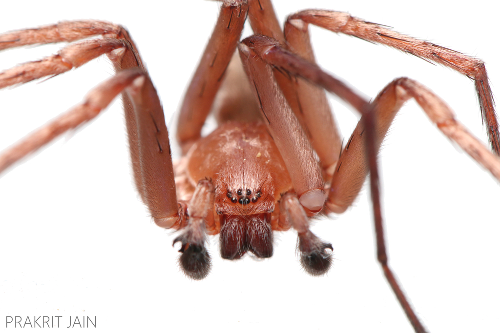 Rocky Canyon Spiders in March 2019 by Prakrit Jain · iNaturalist