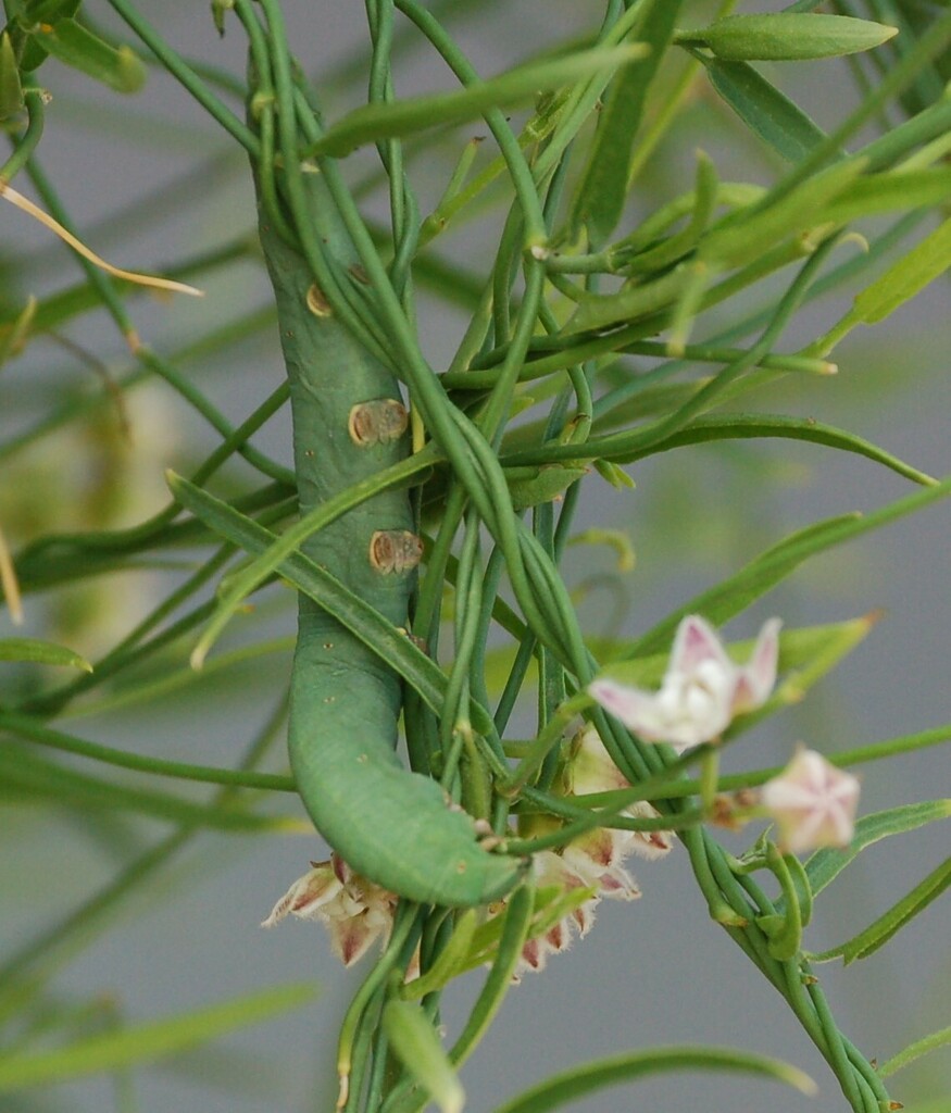 Obscure Sphinx from Casas Colina Cabo, AZ 85745, USA on July 22, 2006 ...