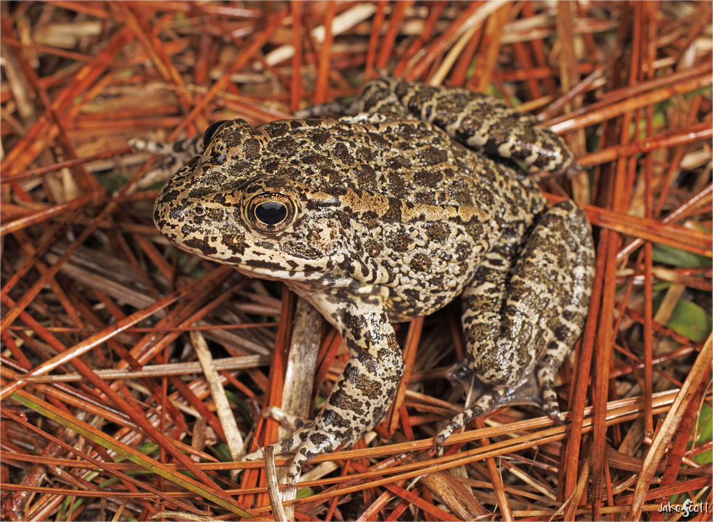 Dusky Gopher Frog in February 2023 by Jake Scott · iNaturalist