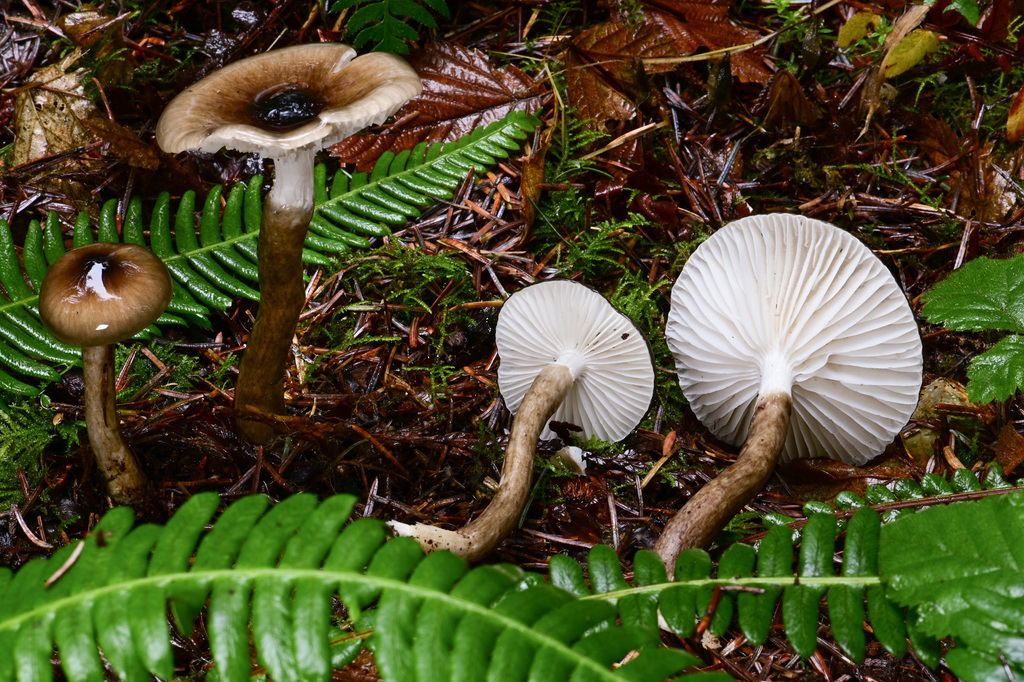 Hygrophorus whitei from Lane County, OR, USA on January 3, 2024 at 10: ...