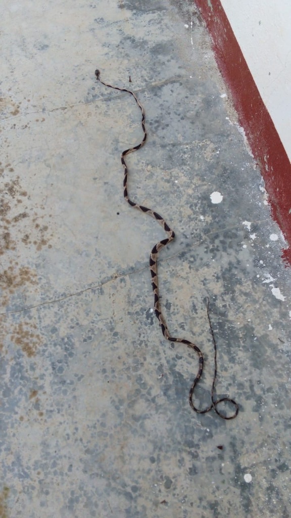 Common Blunt-headed Tree Snake from El Tambo, El Tambo, Cauca, CO on ...