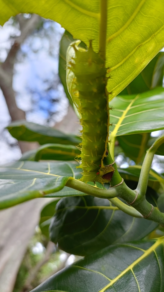 Butterflies and Moths from Buderim QLD 4556, Australia on January 5 ...