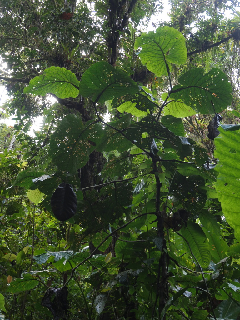 Coccoloba from SN Miguel Bancos, Pichincha, EC on December 30, 2023 at ...