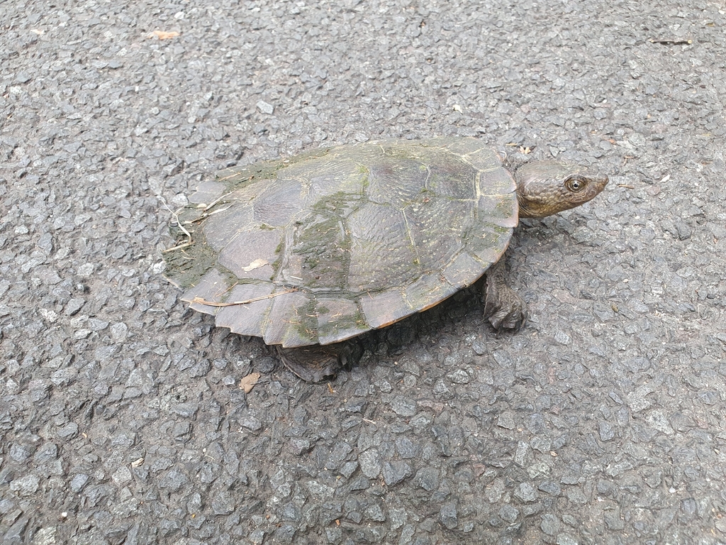 Eastern Saw-shelled Turtle from Mapleton QLD 4560, Australia on January ...