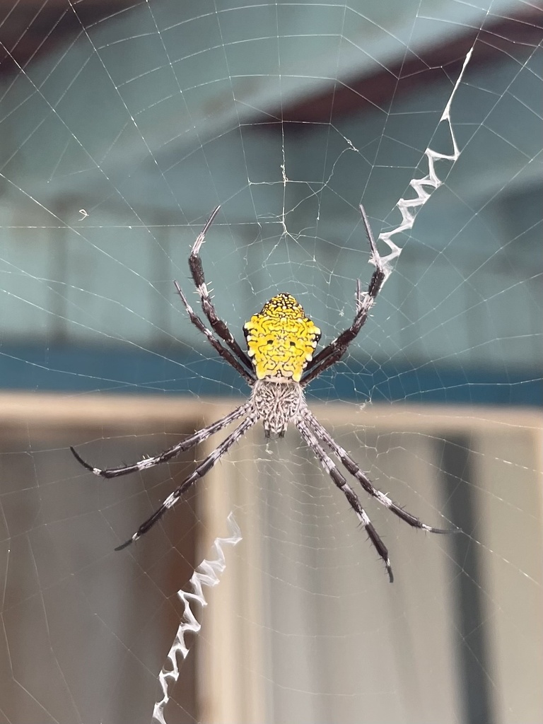 Hawaiian Garden Spider from Hanapepe Curlclub & Heights Park, Hanapepe ...
