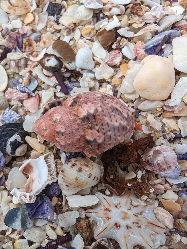 Common pheasant shell from Jibbon NSW, Australia on January 5, 2024 at ...