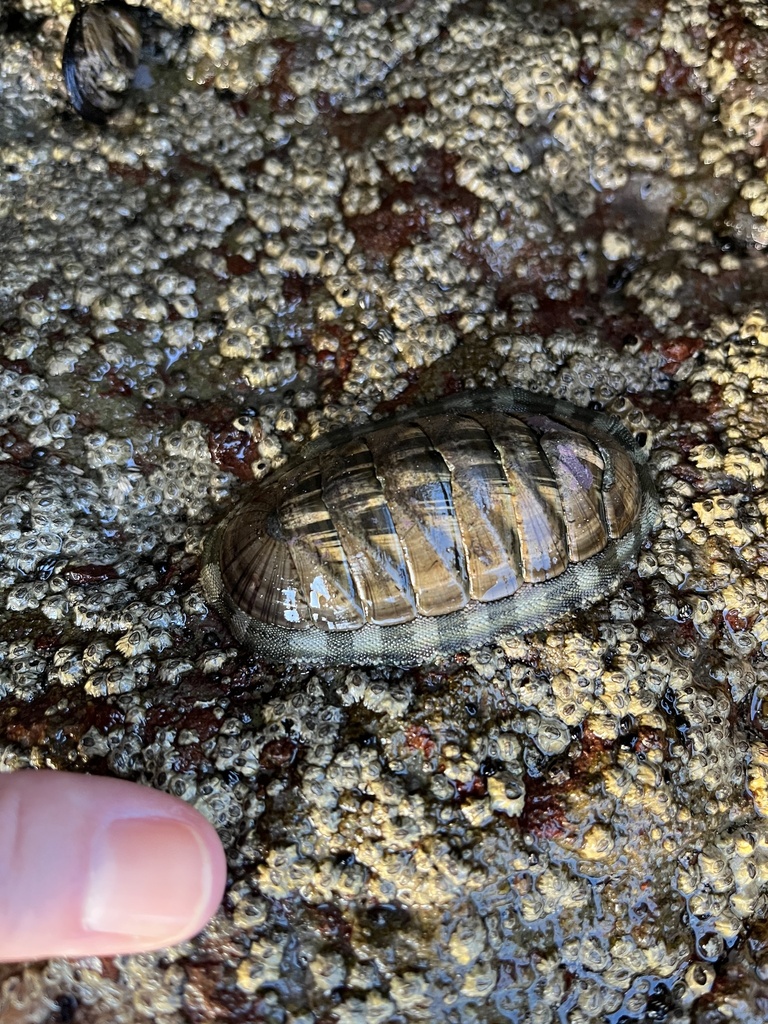 Chiton articulatus from Pacific Ocean, MX on January 4, 2024 at 05:05 ...