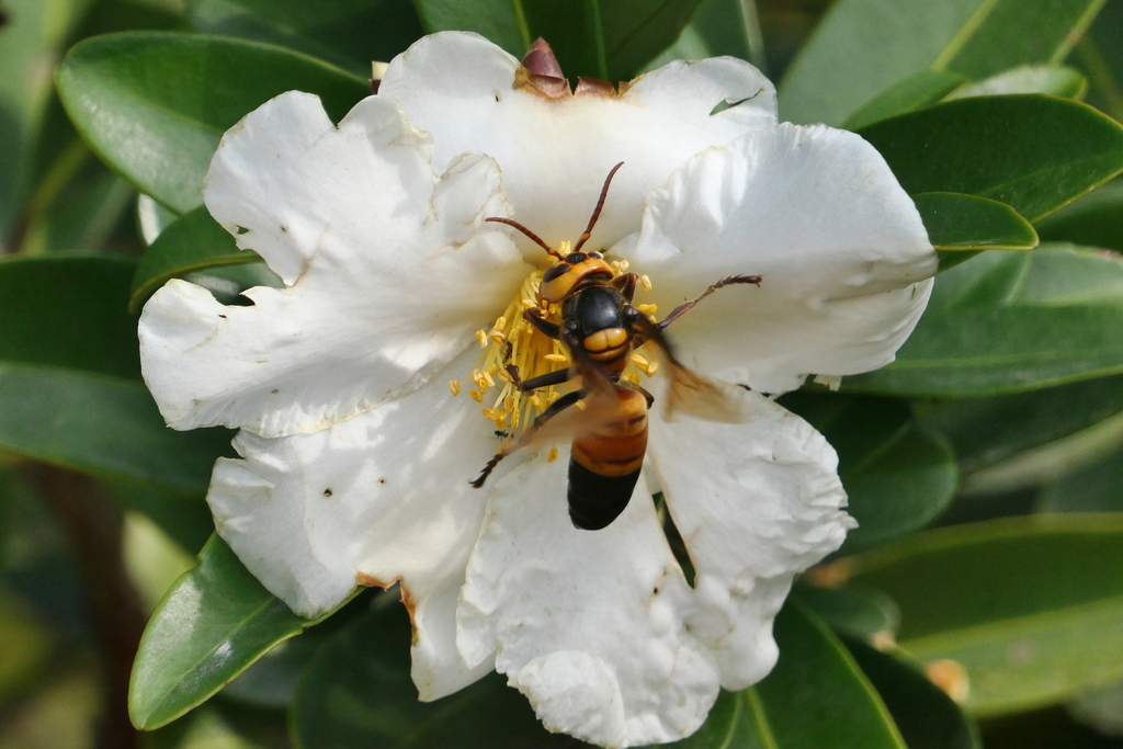 Southern Giant Hornet from 香港青衣 on December 29, 2023 at 10:13 AM by K W ...
