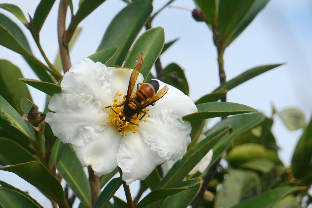 Southern Giant Hornet from 香港青衣 on December 29, 2023 at 11:03 AM by K W ...