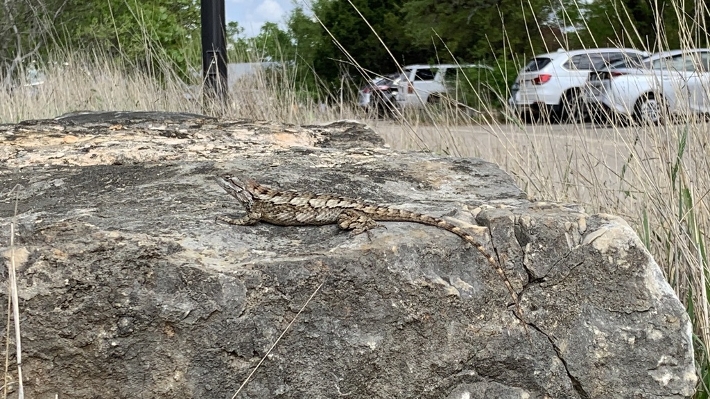 Texas Spiny Lizard from Lady Bird Johnson Wildflower Center, Austin, TX ...