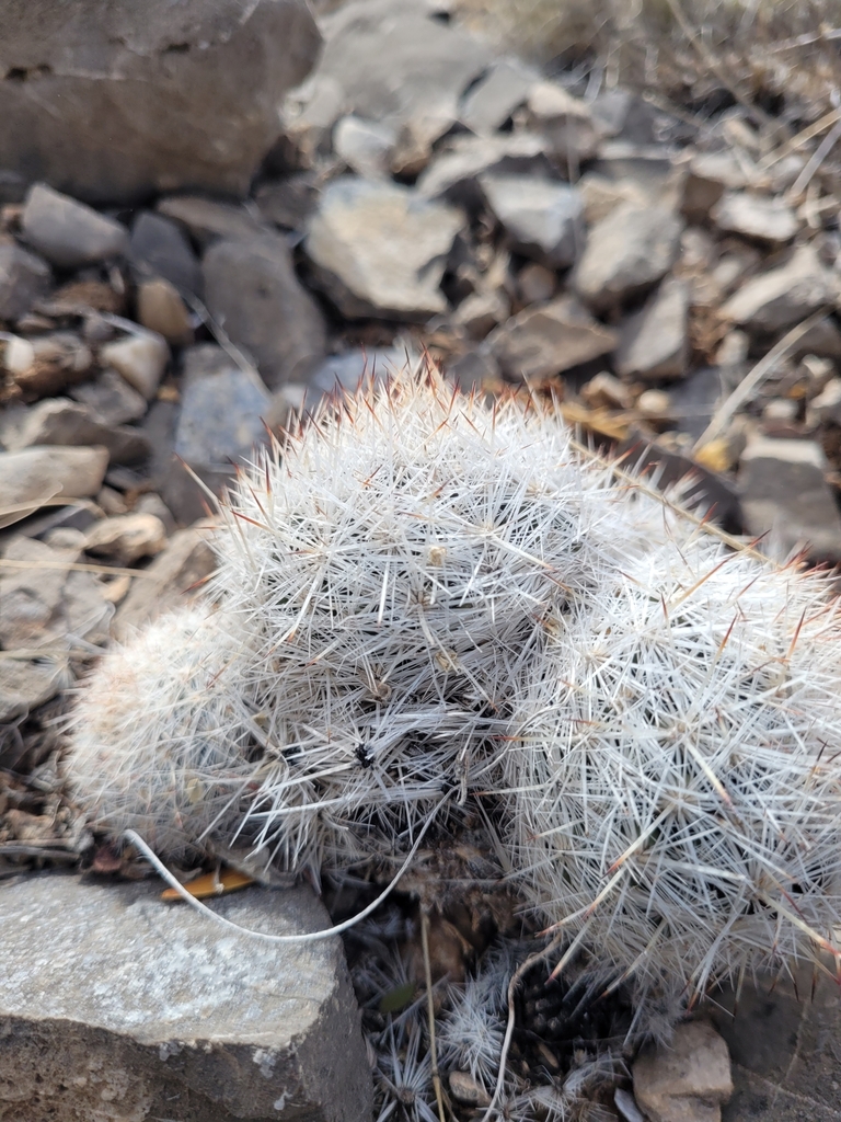 San Andres Mountain Foxtail Cactus in January 2024 by wildlifeduke ...