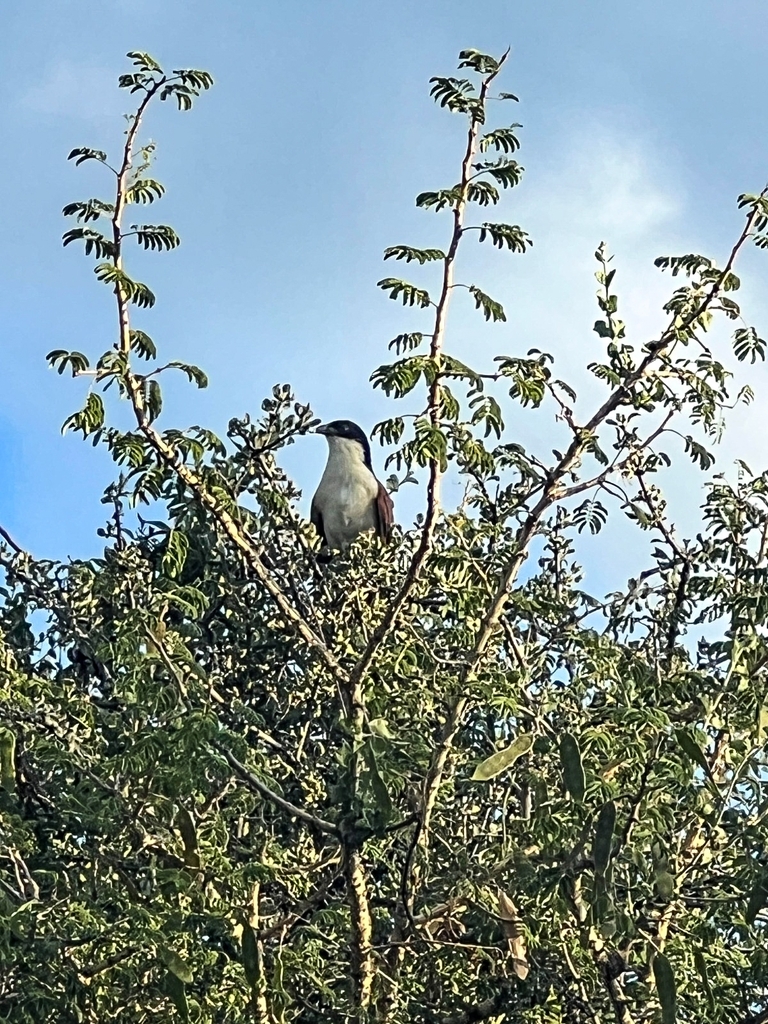 Burchell's Coucal from 94CH+96F, Modipane, Botswana on January 4, 2024 ...