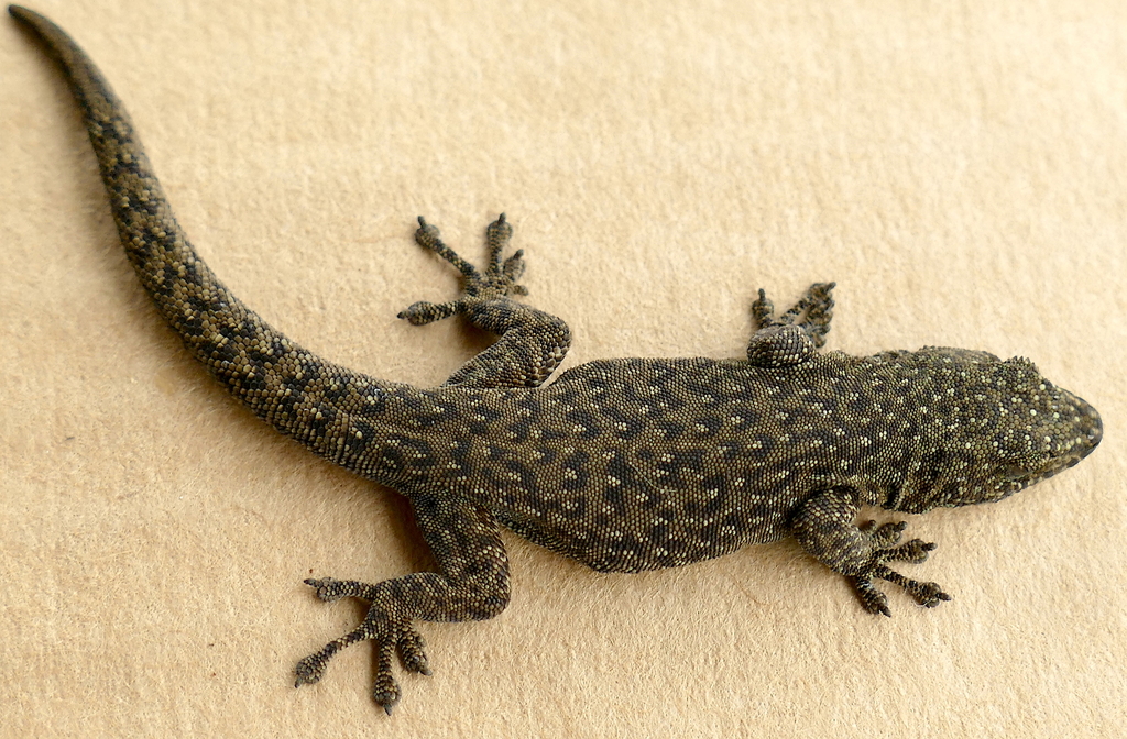 Afro-Neotropical Dwarf Geckos from Igumbilo Ranch, Makete on January 4 ...