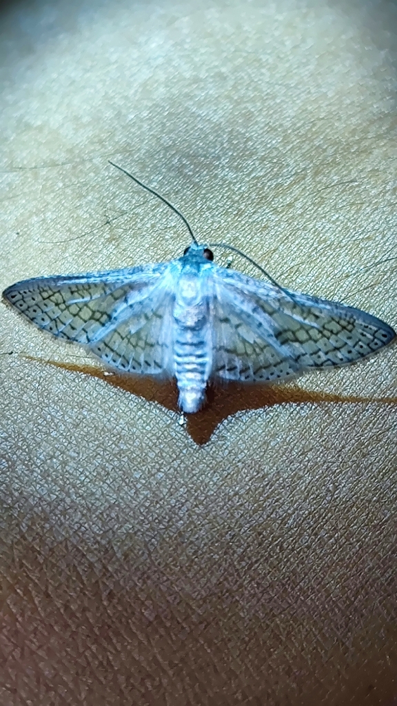 Window-winged Moths from Wild One wildlife field station & nature stay ...
