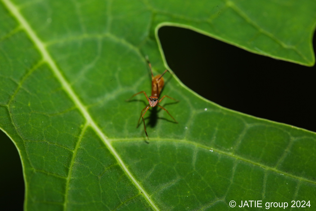 Red Weaver Ant-mimicking Spider from Ja-Ela, Sri Lanka on January 4 ...