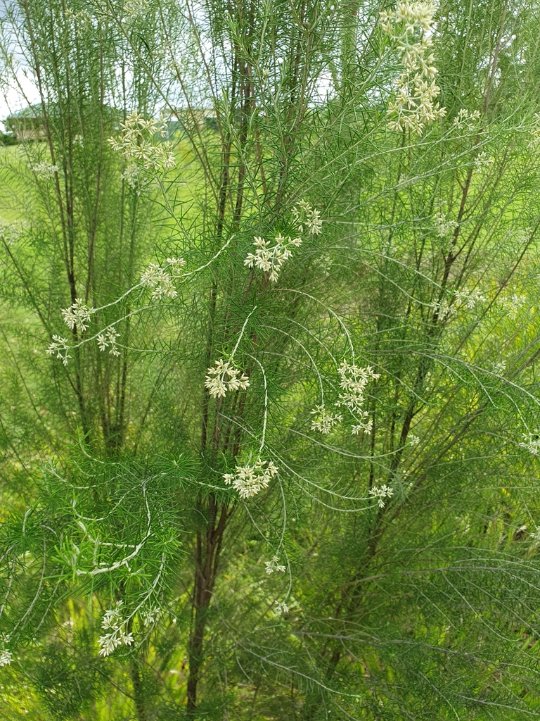 Cassinia from Cedarton QLD 4514, Australia on January 5, 2024 at 03:52 ...