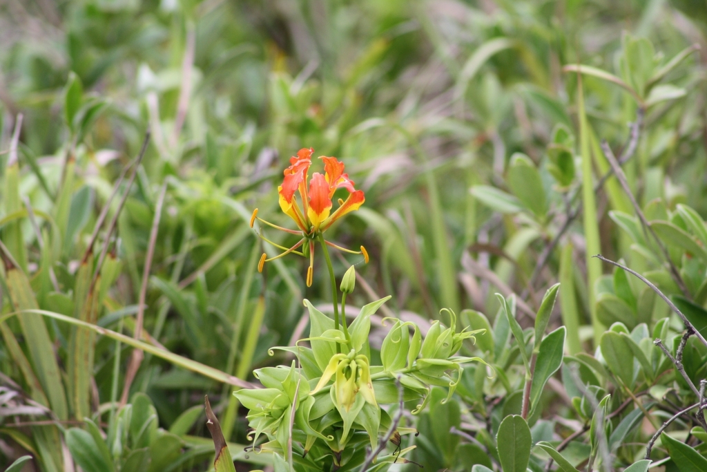 flame lily from Repton NSW 2454, Australia on January 5, 2024 at 03:50 ...