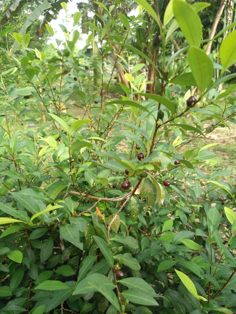 Lindera aggregata from Unnamed Road, Ecuador on March 31, 2019 at 03:49 ...